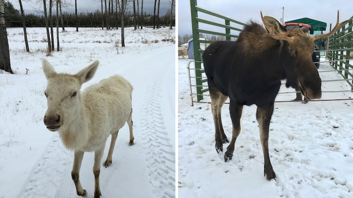 Gilles Boudreau, un guide animalier heureux à Timmins | Radio-Canada