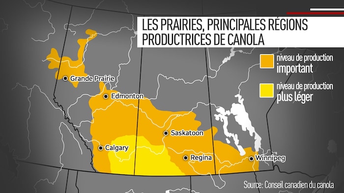 Comprendre le canola canadien, en chiffres et en cartes | Radio-Canada