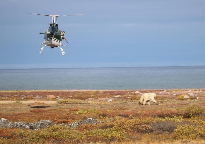L'avenir sombre des ours polaires de Churchill | Radio-Canada