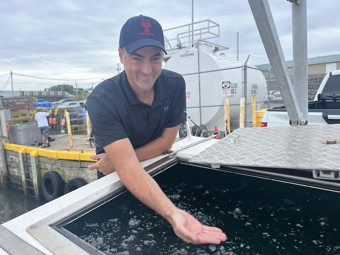 Des larves de homards lâchées dans le golfe du Saint-Laurent pour ...