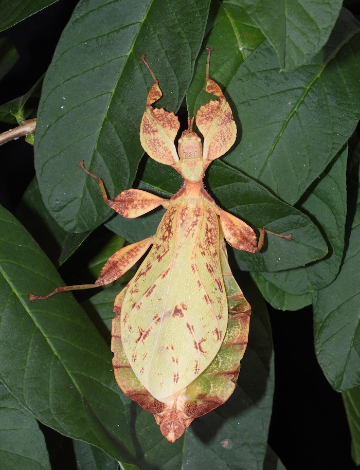 35 ans de l’Insectarium : émerveiller pour protéger | Radio-Canada