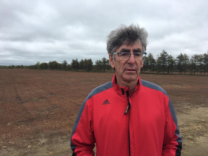 Crise chez les producteurs de bleuets sauvages du Nouveau-Brunswick ...
