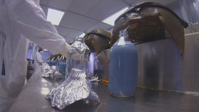 Les limules sauvent des vies, mais qui va venir à leur rescousse ...