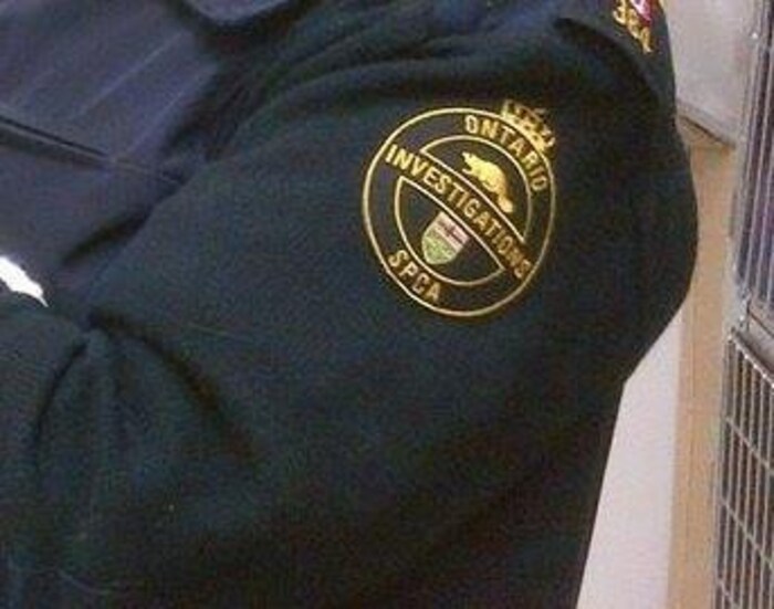 41 chats en détresse : une femme de Thunder Bay est accusée de cruauté ...