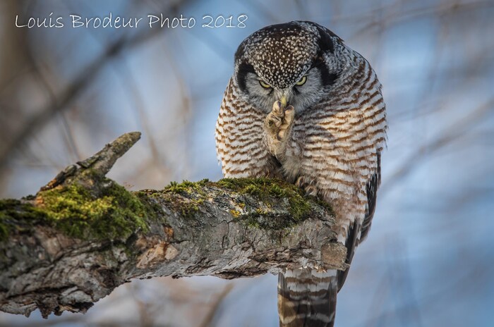 Louis Brodeur : pour l'amour de la photo et des oiseaux | Radio-Canada