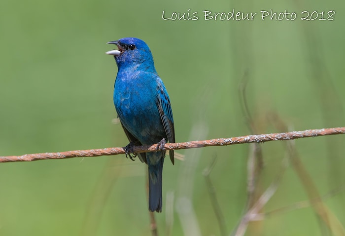 Louis Brodeur : pour l'amour de la photo et des oiseaux | Radio-Canada