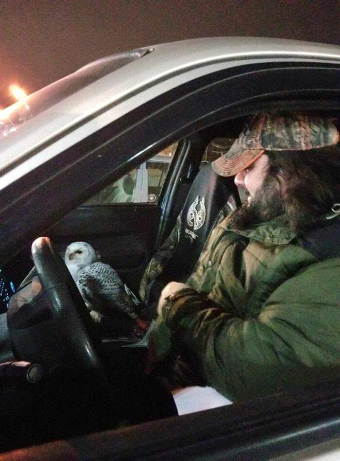 Un harfang des neiges blessé secouru à Dieppe | Radio-Canada