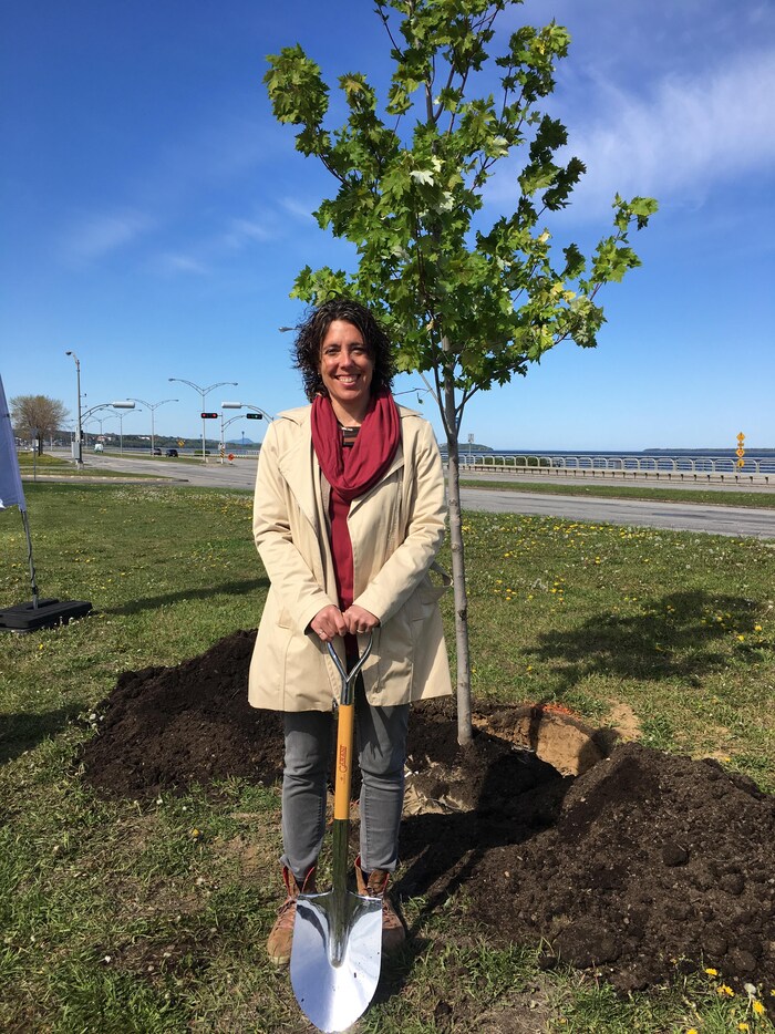 Des arbres pour embellir le boulevard René-Lepage à Rimouski | Radio-Canada