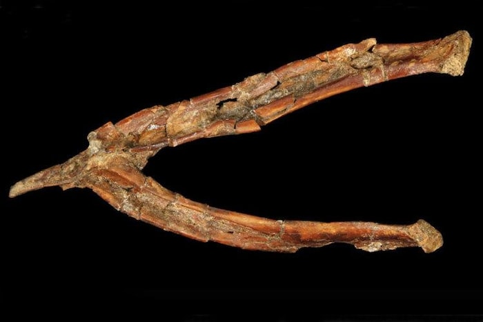 Mirarce eatoni, l’oiseau qui vivait parmi les dinosaures | Radio-Canada