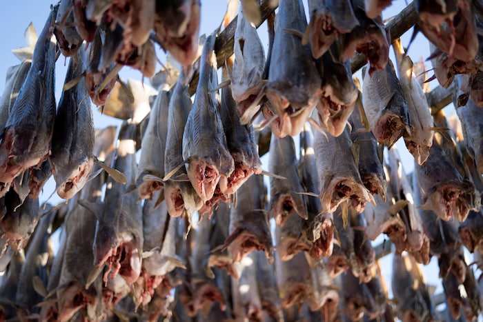Une usine de Terre-Neuve va transformer de la morue pêchée au large ...