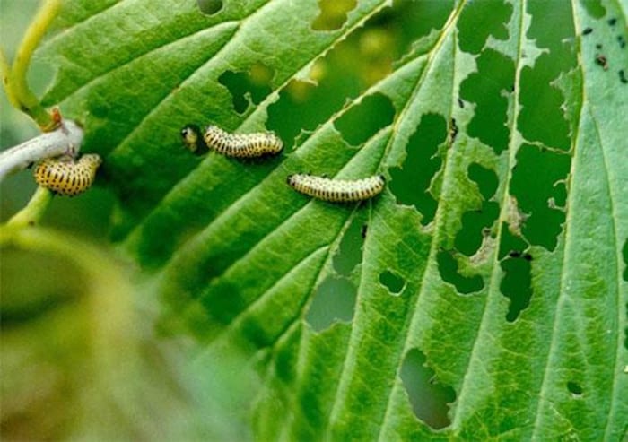 Un insecte malodorant s'attaque à des arbustes en Nouvelle-Écosse ...