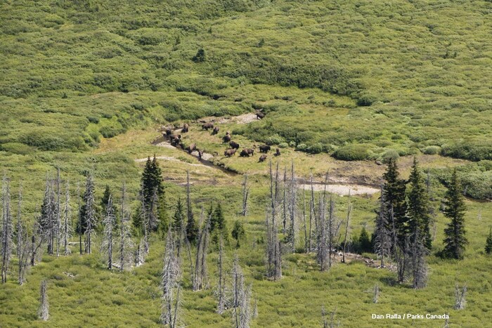 Banff se réjouit du retour des bisons sauvages | Radio-Canada
