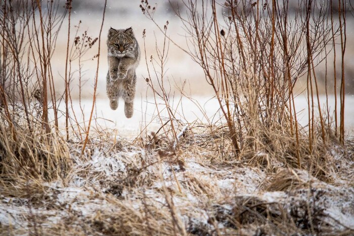 Un jeune lynx roux en détresse près de Sackville | Radio-Canada