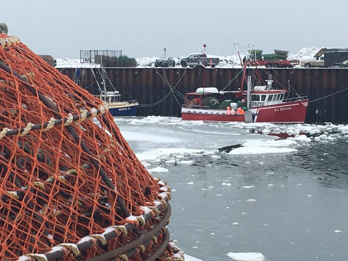 Du crabe transformé à l'usine de crevette de Matane | Radio-Canada