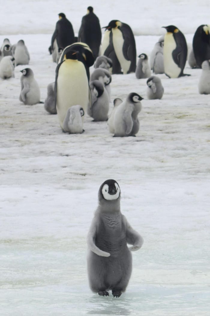 Les manchots empereurs boudent le plus grand site de reproduction de l ...