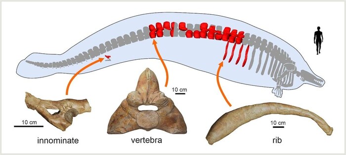 The chonkiest animal ever may have been this massive ancient whale ...