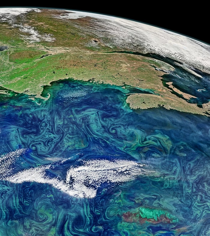 Study reveals global algae blooms are growing, and warming waters may ...