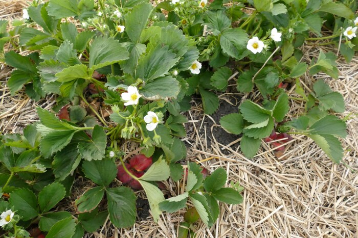 Le bonheur agricole, un hectare à la fois | Radio-Canada