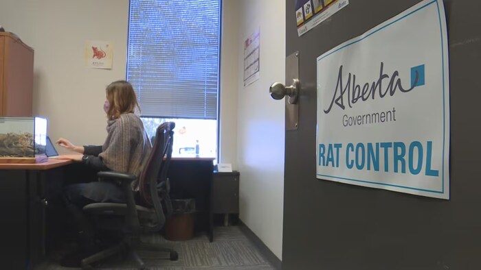 Chasse au rat à Calgary | Radio-Canada