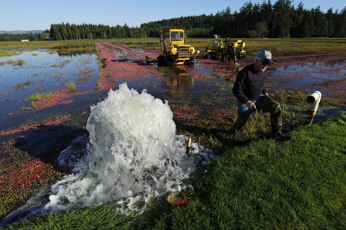 La canneberge, quel impact sur les milieux humides? | Radio-Canada