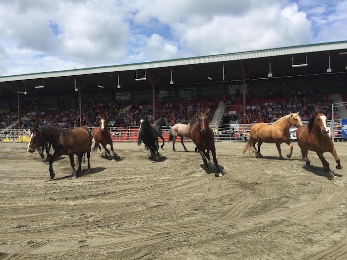 Le rodéo au coeur du Festival western de Saint-Quentin | Radio-Canada