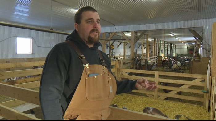 Production de fromage de chèvre : entre rêve et réalité | Radio-Canada