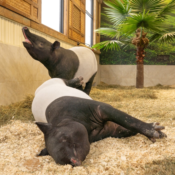 Espèce menacée : rare naissance d’un tapir de Malaisie au Miller Zoo ...
