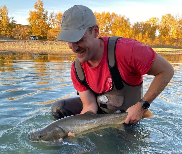 Des Albertains sauvent des milliers de poissons coincés dans les canaux ...