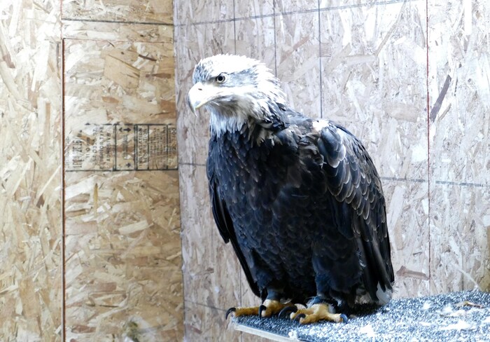 Wildlife Haven : un centre de réhabilitation pour la faune du Manitoba ...