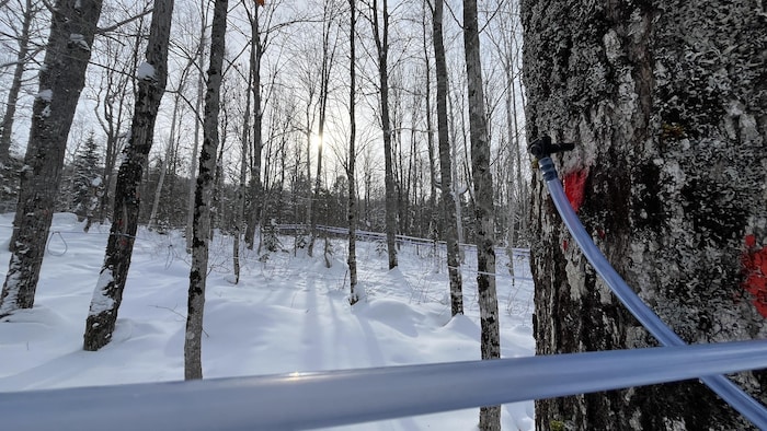« La forêt n’appartient pas à un seul groupe économique », dit le ...