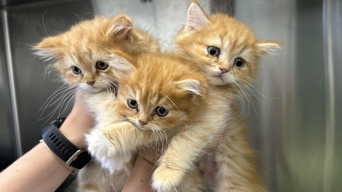 Nombre record de chatons au Centre de services animaliers de Rimouski ...