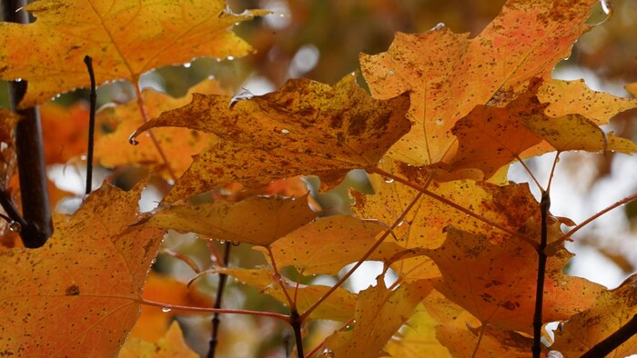 Une première Journée de l’érable au goût amer pour les acériculteurs ...