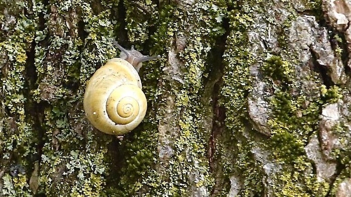 Un escargot envahissant découvert dans les Maritimes | Radio-Canada