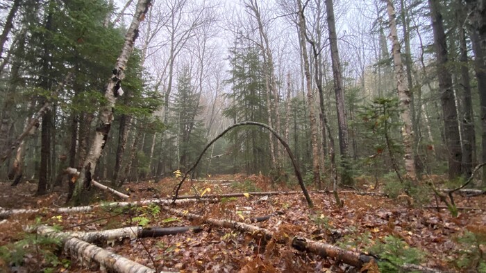 Le Quechua qui chasse l’orignal chez les Mi’gmaq | Radio-Canada