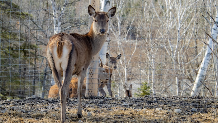 Un cerf rouge en cavale dans la Mitis et la Matapédia | Radio-Canada