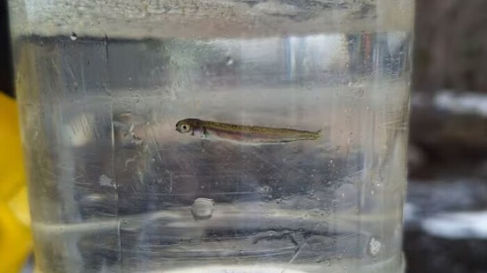 Des chercheurs tentent de sauver le corégone de l’Atlantique, en voie ...