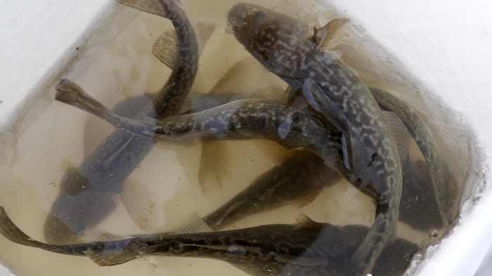 Une saison de la pêche aux petits poissons des chenaux qui commence ...