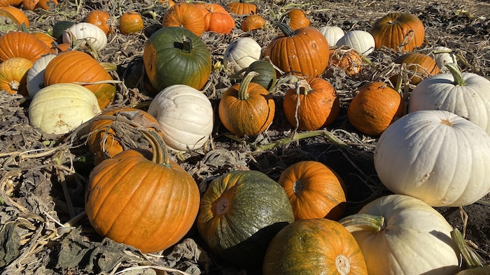 Un été difficile pour des producteurs de citrouilles de l’Estrie ...
