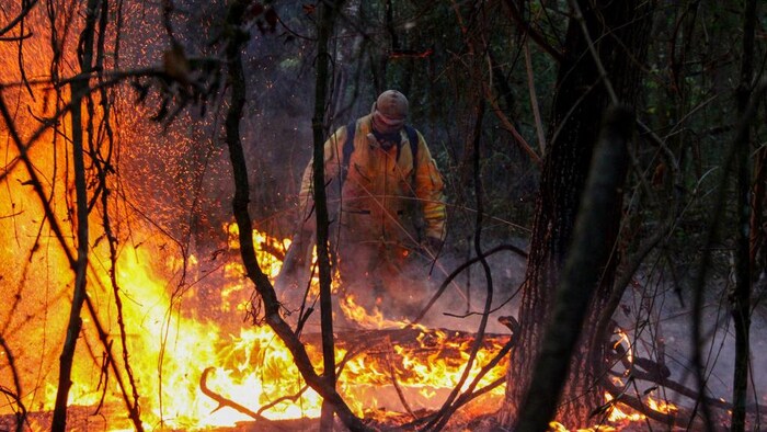 La destruction des forêts tropicales à un niveau record, sous l’effet ...
