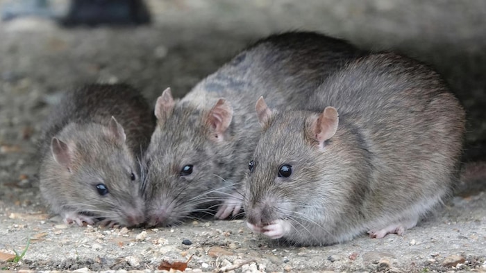 Après 75 ans sans rats, l’Alberta doit s’adapter à de nouveaux défis ...