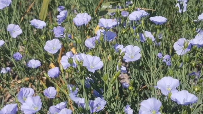 Une professeure veut relancer la production de lin en Nouvelle-Écosse ...