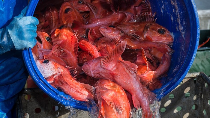 Tout ce qu’il faut savoir sur le sébaste | Radio-Canada