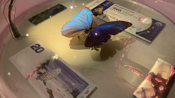 Les bibittes dévoilent leurs superpouvoirs au Musée canadien de la ...