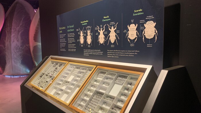 Les bibittes dévoilent leurs superpouvoirs au Musée canadien de la ...