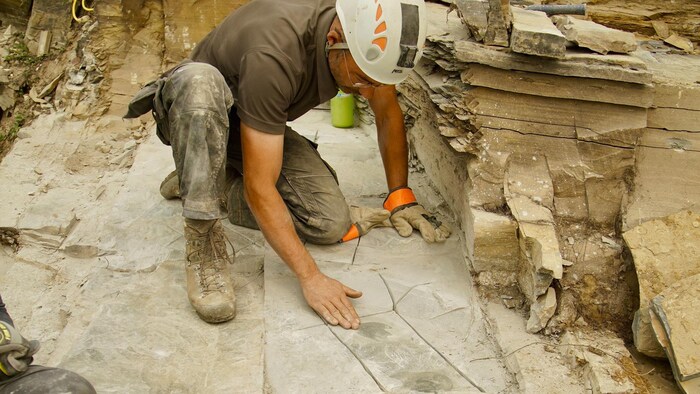 Cambroraster, ce féroce animal préhistorique de 30 cm de long | Radio ...