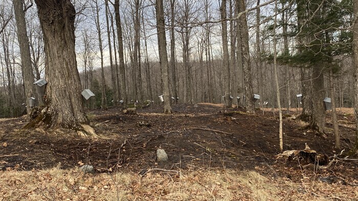 Un tison déclenche un incendie dans une érablière de Sherbrooke | Radio ...