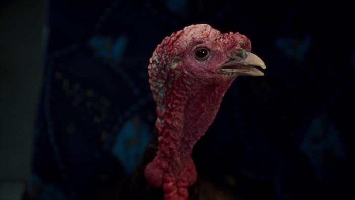 Une langue universelle, un remède à la « pénurie de tendresse dans le monde » | Radio-Canada