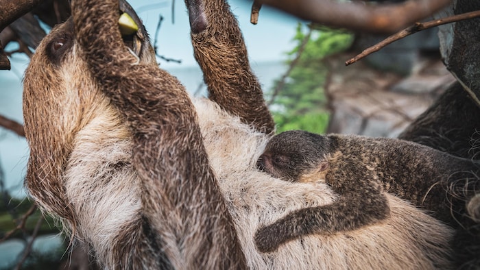 Un bébé paresseux voit le jour à Granby | Radio-Canada