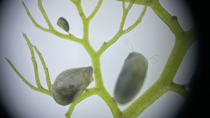 Les plantes carnivores des forêts du Nord | Radio-Canada