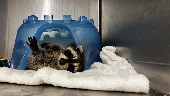 Rage du raton : transport d’animaux interdit dans 106 municipalités du ...
